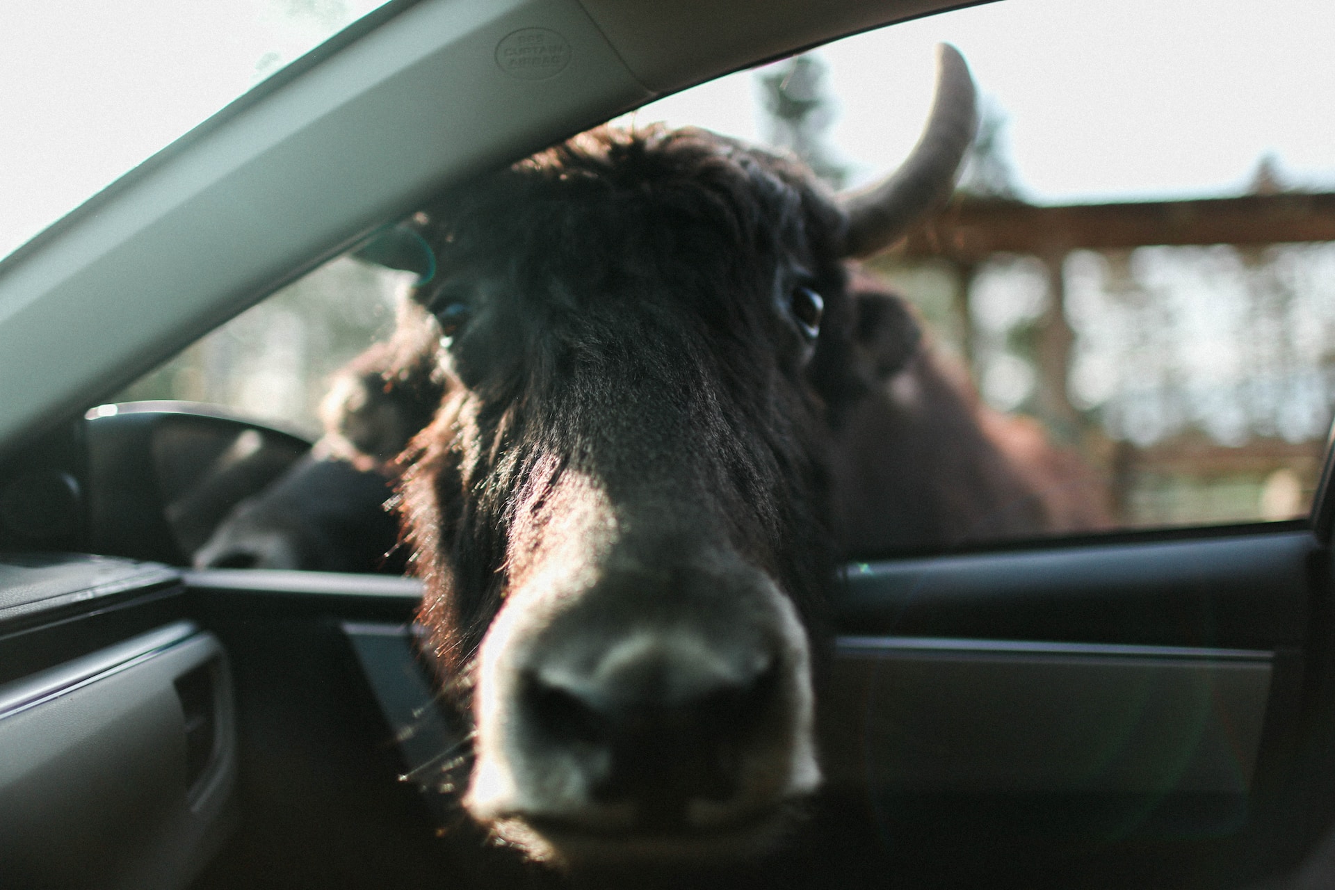 Watch: Massive Bull Rides Front Seat - scypre.com